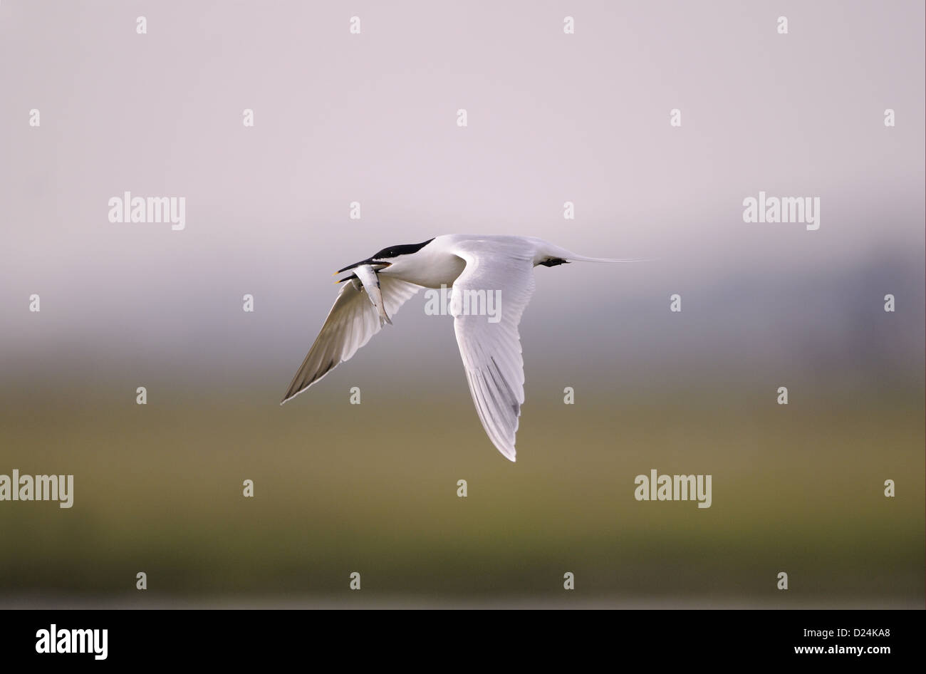 Sandwich Tern (Sterna sandvicensis) adult, breeding plumage, in flight ...