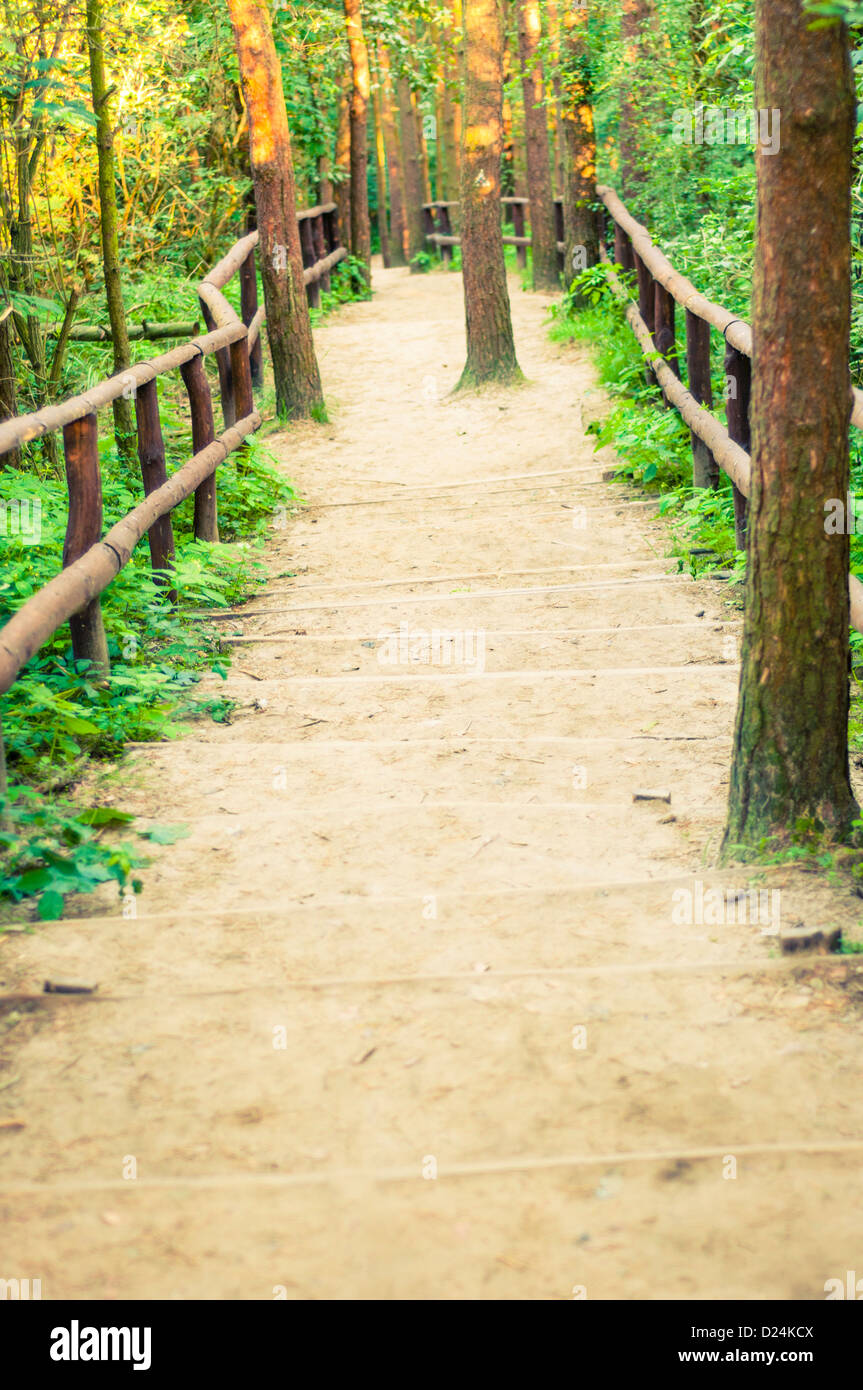 An image of the pathway in the wood Stock Photo - Alamy