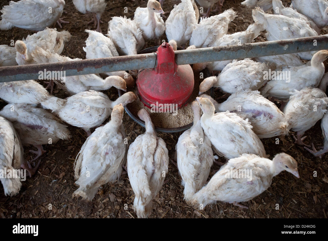 Turkeys on a turkey farm Stock Photo - Alamy