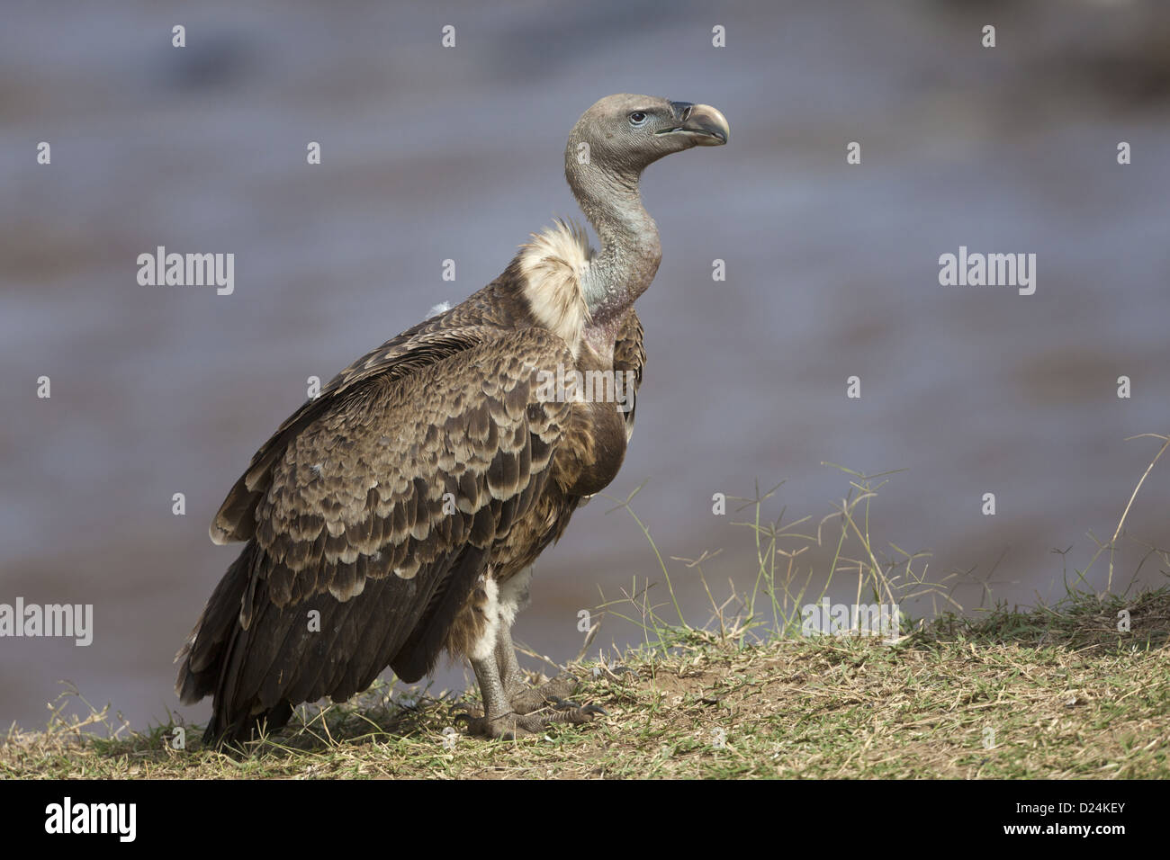 Rueppell's Griffon Vulture (Gyps rueppellii) adult, standing on ...
