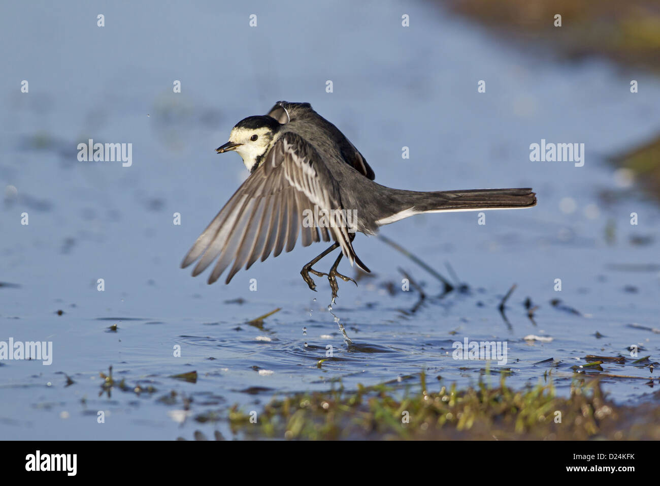 Pied wagtail in flight hi-res stock photography and images - Alamy