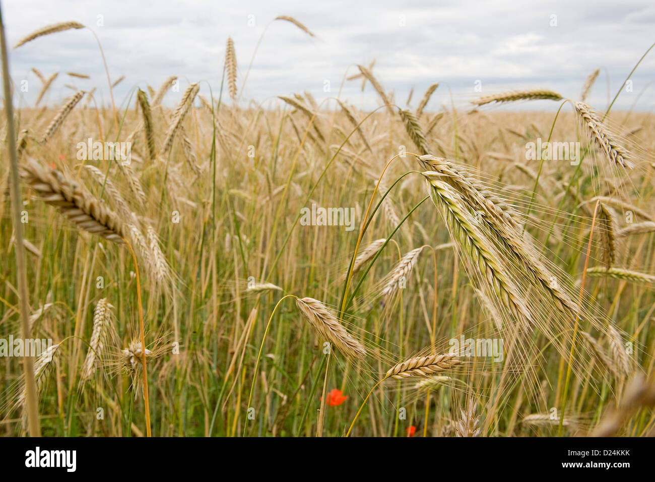 Werder, Germany, a field of rye Stock Photo - Alamy