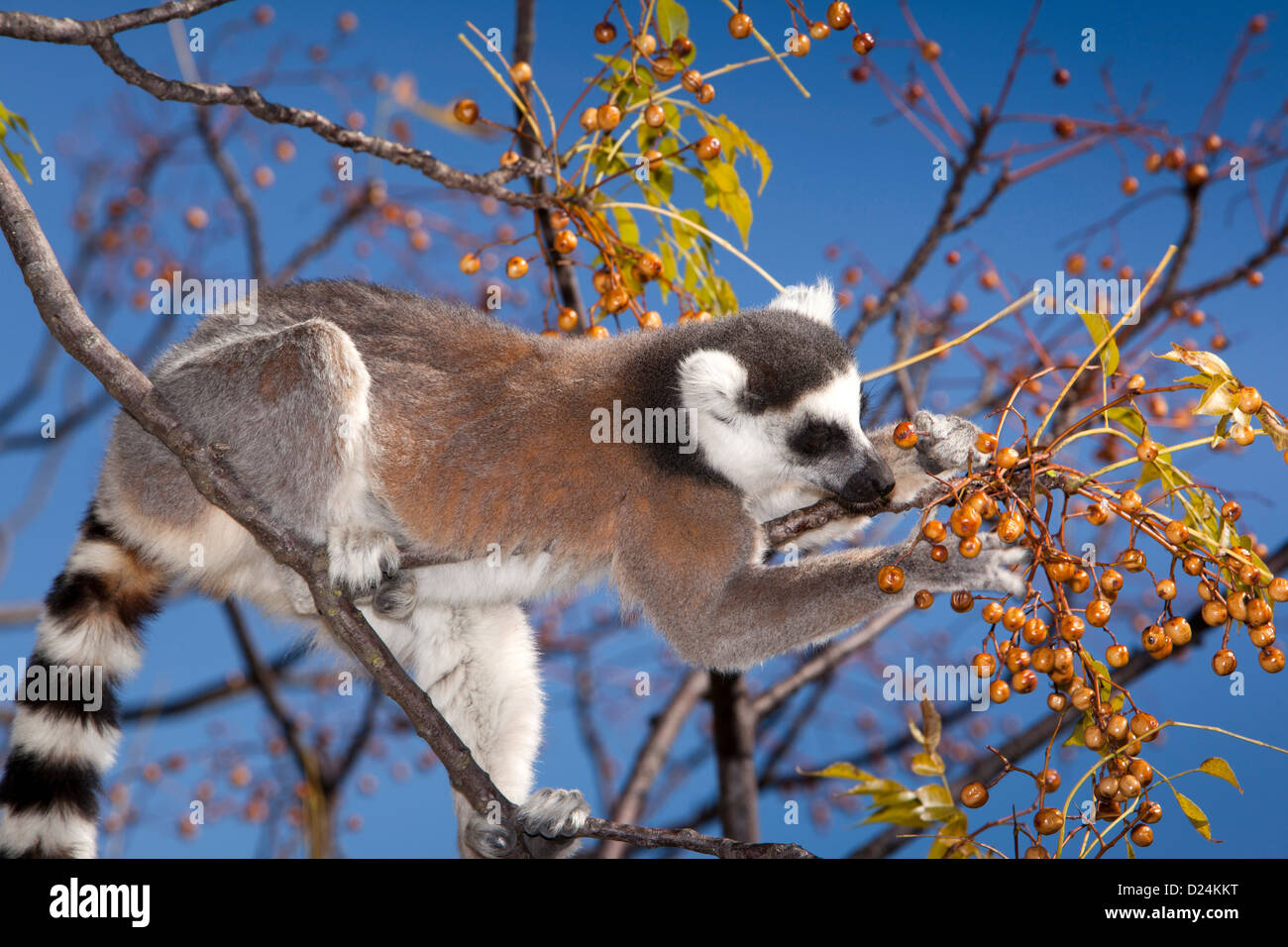 Madagascar, Ambalavao, Reserve d’Anja, Ringtailed Lemurs, feeding on ...