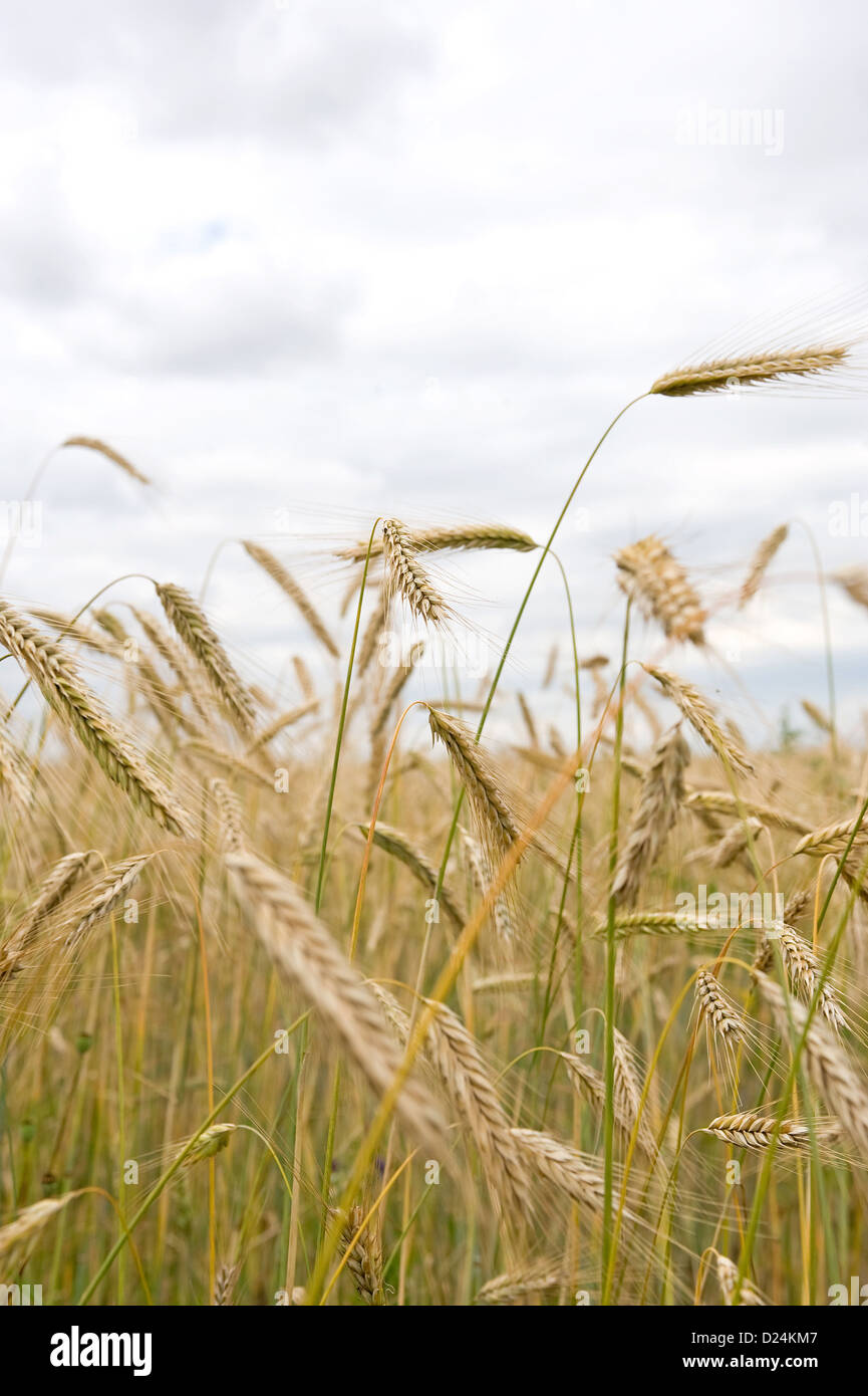 Werder, Germany, a field of rye Stock Photo - Alamy