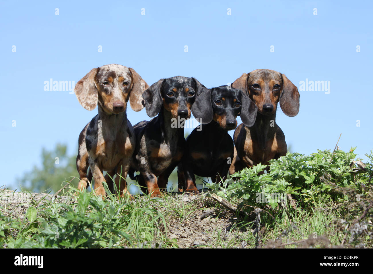 Dog Dachshund / Dackel / Teckel shorthaired four adults different ...