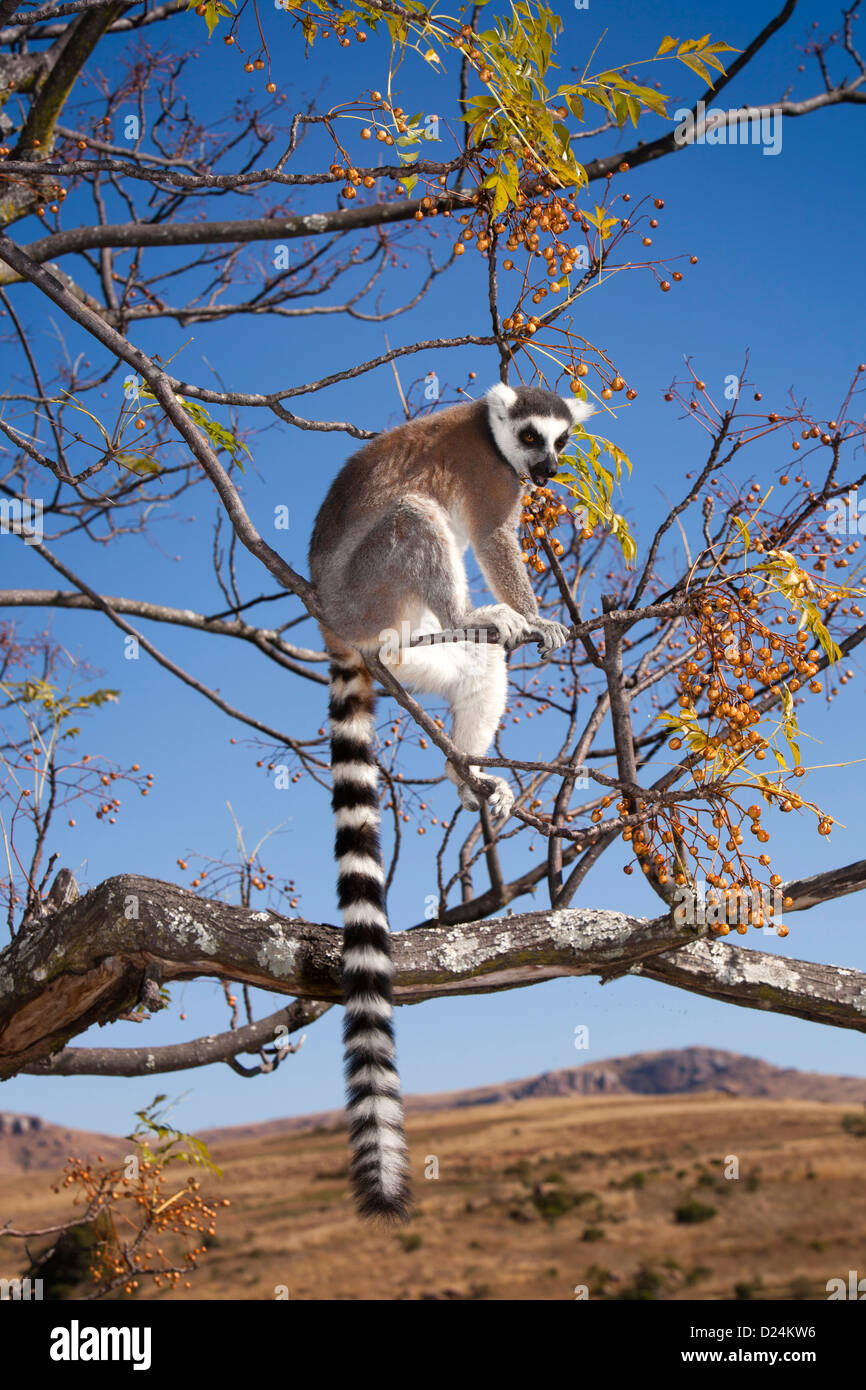 Madagascar, Ambalavao, Reserve d’Anja, Ringtailed Lemur, Lemur catta ...