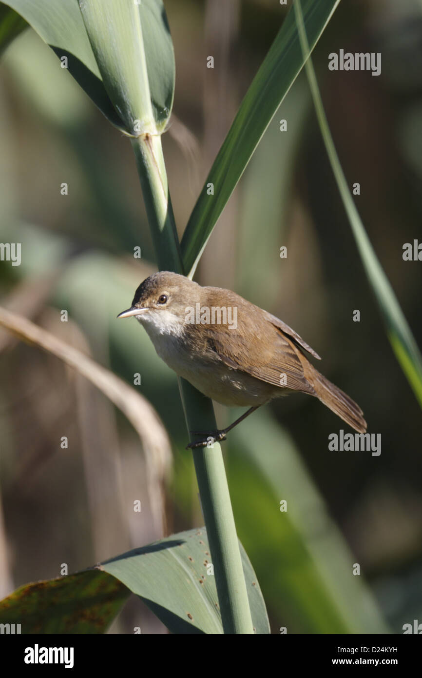 African Reed-warbler Acrocephalus baeticatus adult perched on reed stem ...