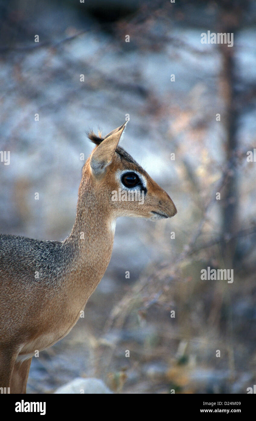 Kirk's Dik Dik (Madoqua kirkii) Female / Namibia Stock Photo - Alamy