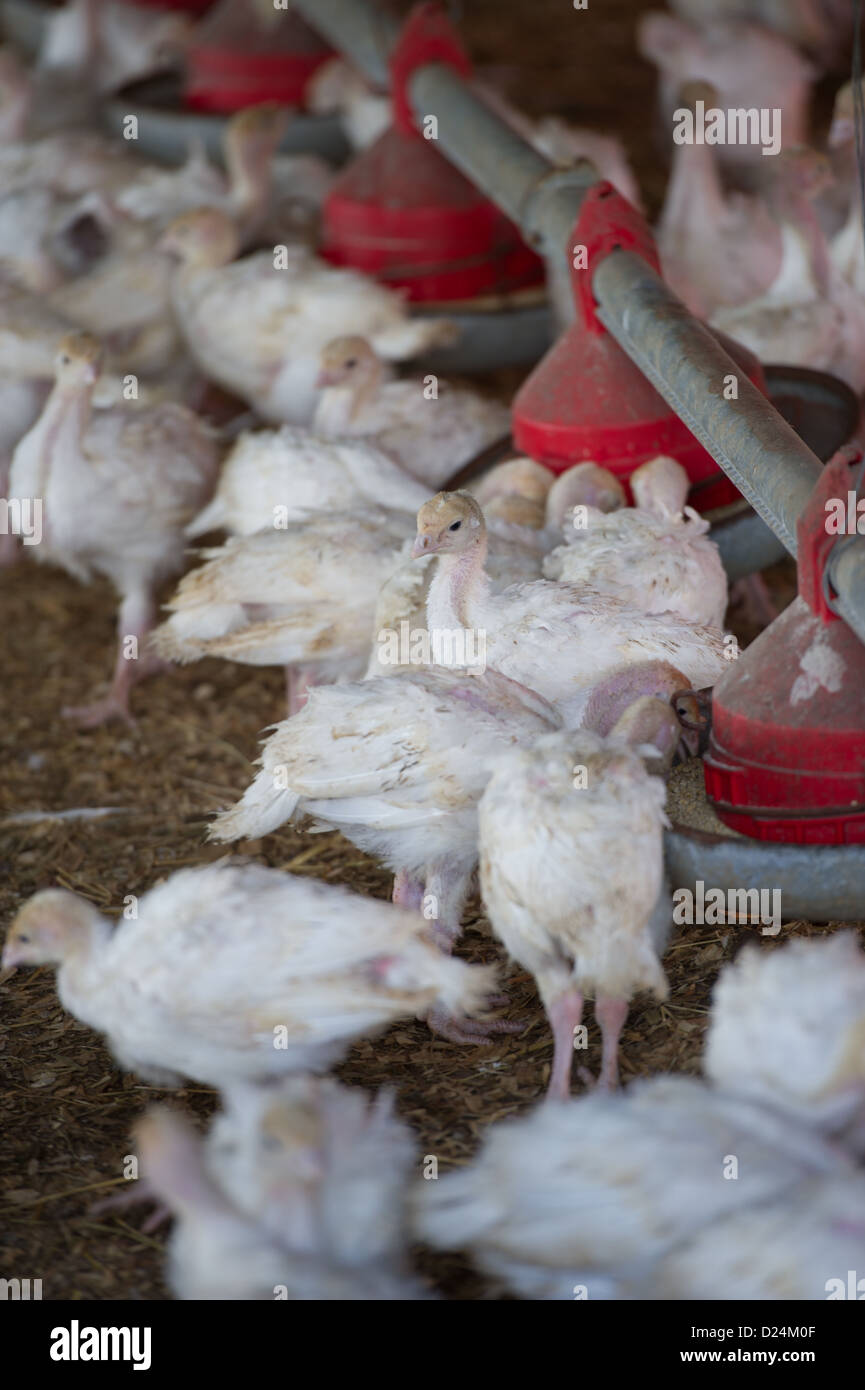 Turkey bird poultry hi-res stock photography and images - Alamy