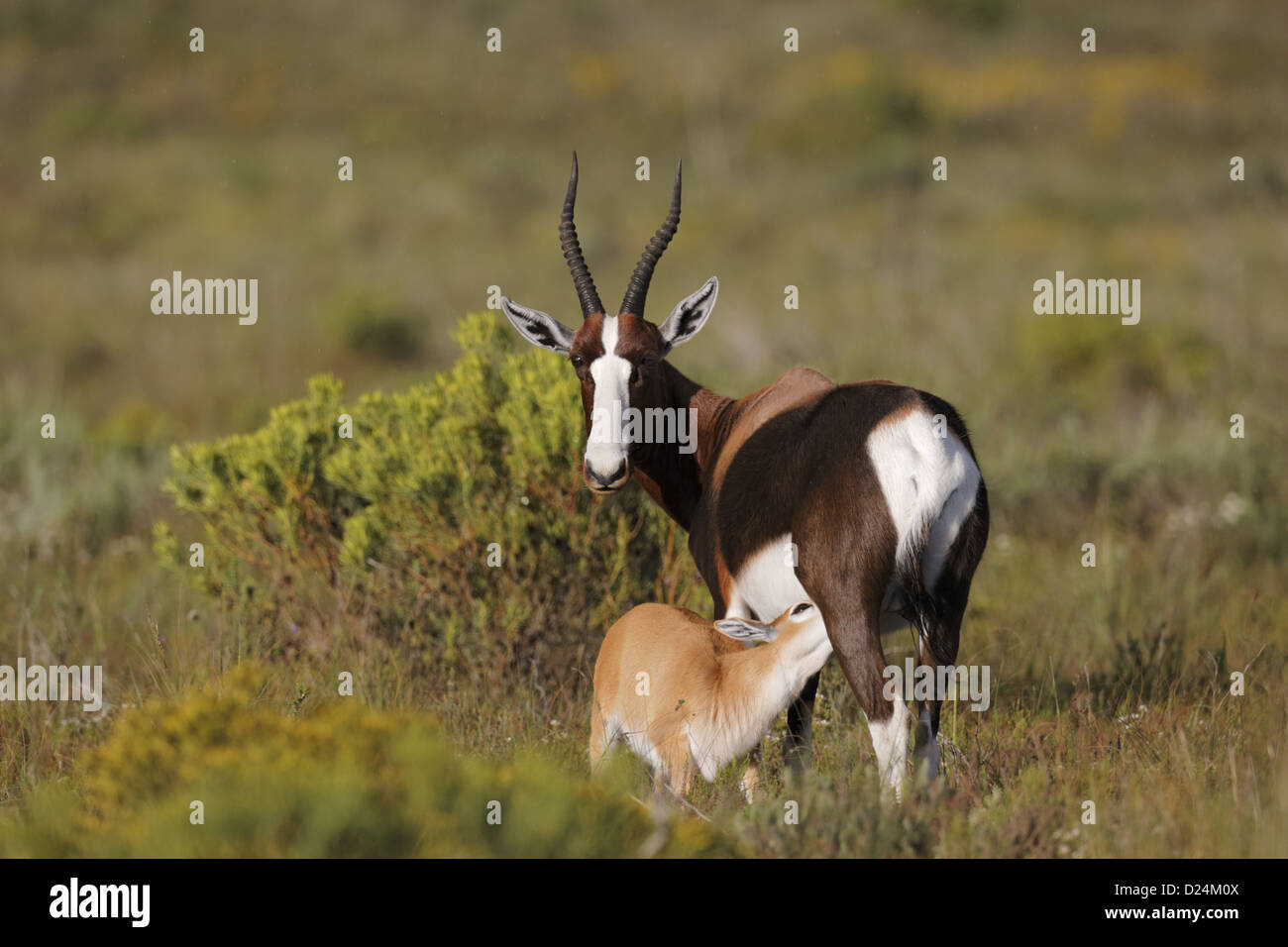 Bontebok (Damaliscus pygargus pygargus) adult female with calf ...