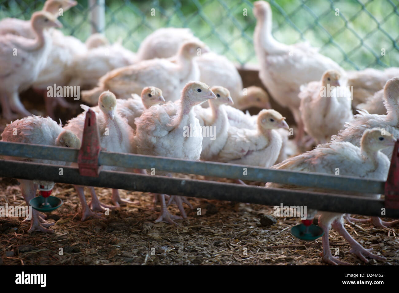 Baby turkeys on a turkey farm Stock Photo - Alamy
