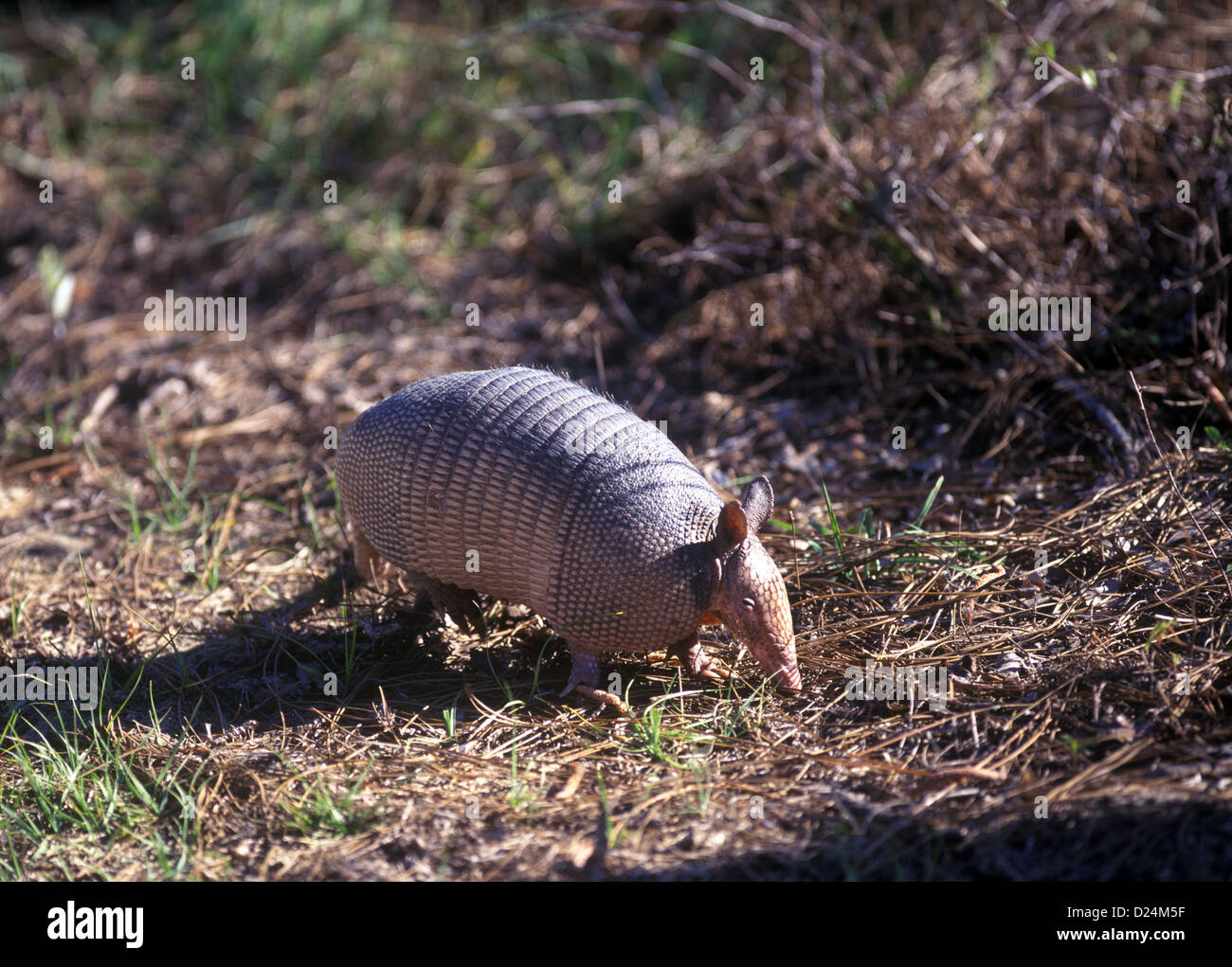 Nine-banded Armadillo (Dasypus novemcinctus) Florida Stock Photo - Alamy