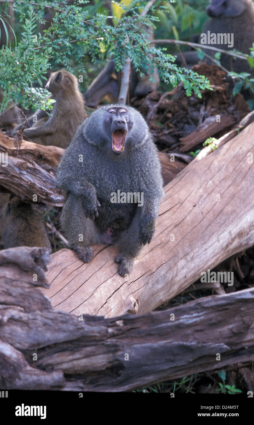 Olive Baboon (Papio anubis) Male calling Stock Photo - Alamy