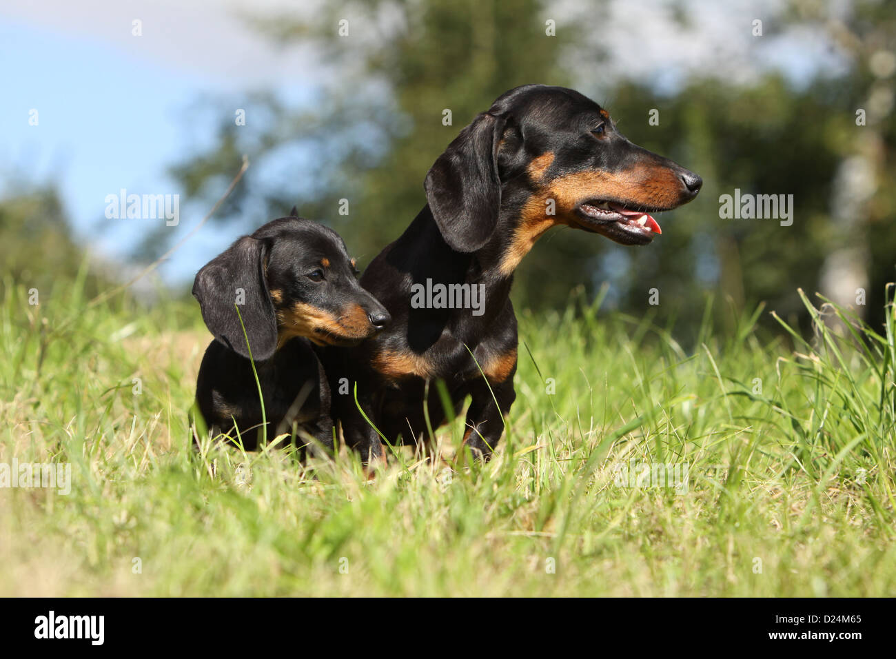 Dog Dachshund / Dackel / Teckel shorthaired adult and puppy (black and ...