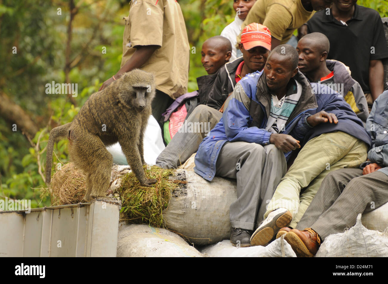 Monkey stealing food hi-res stock photography and images - Alamy