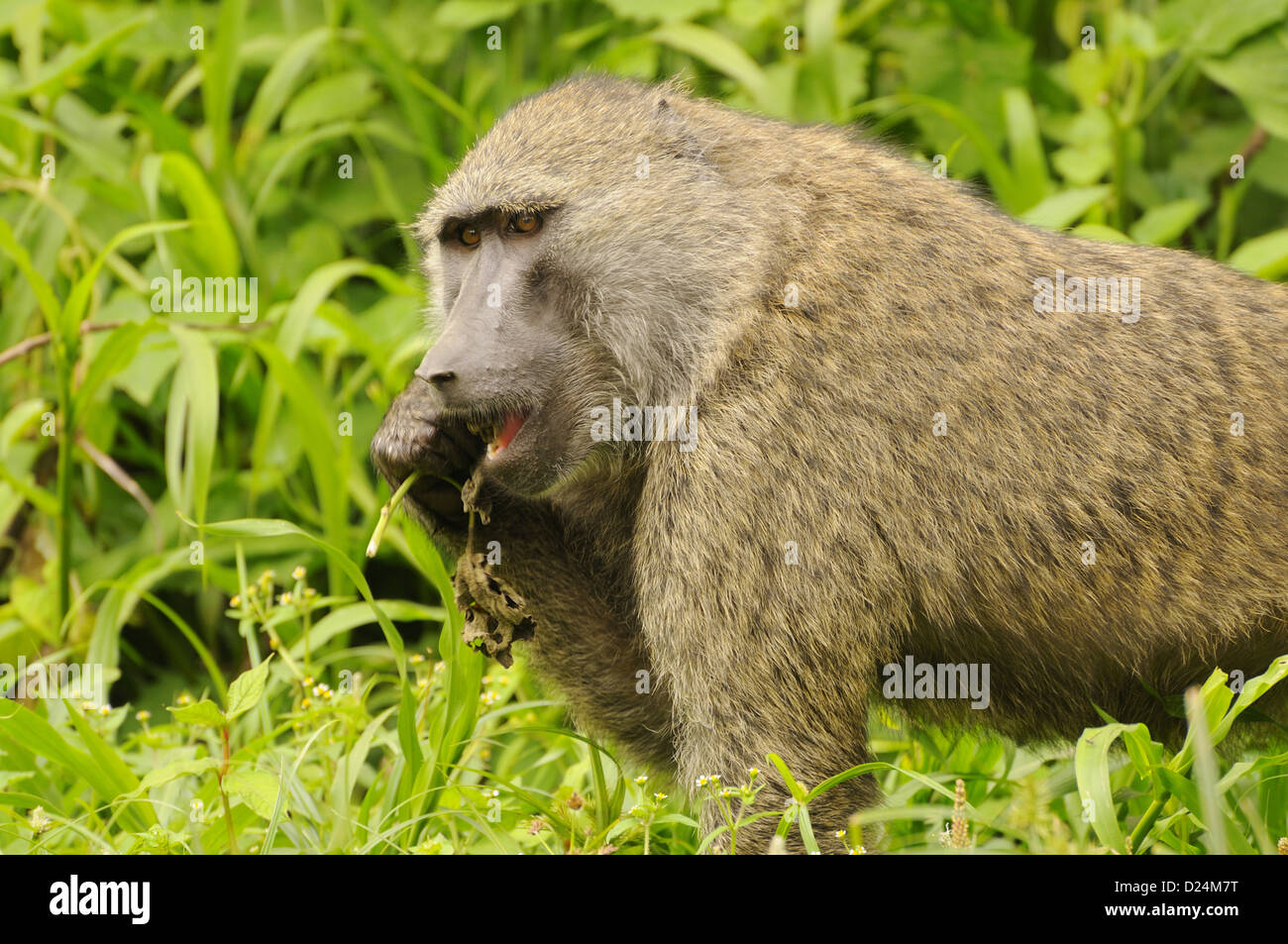 Olive Baboon (Papio anubis) adult, feeding, Kahuzi-Biega N.P., Kivu ...