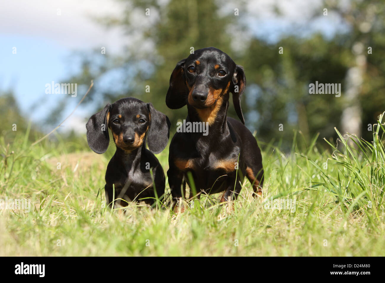 Dog Dachshund / Dackel / Teckel shorthaired adult and puppy (black and ...