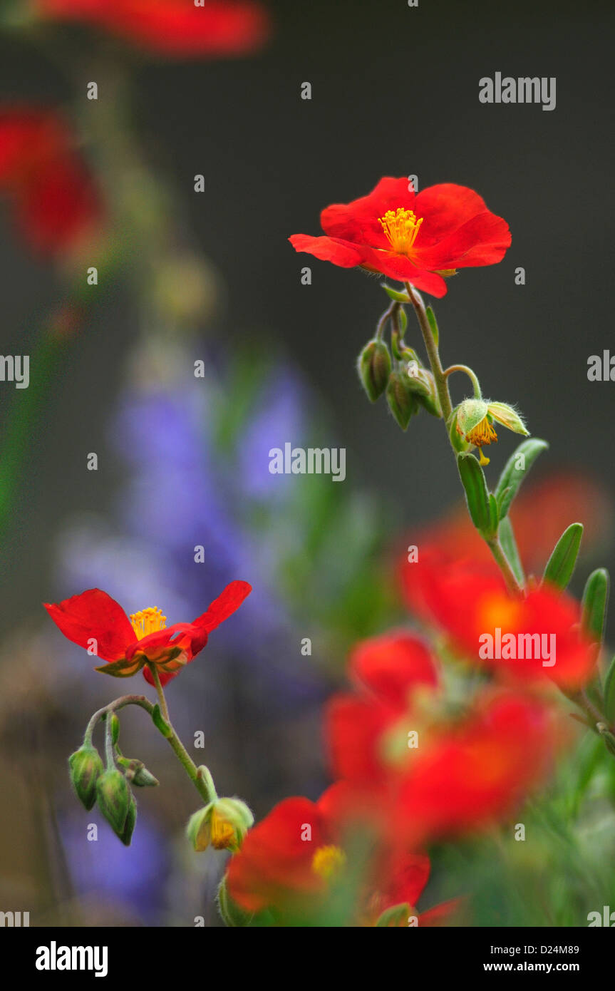 Red rock roses in flower Stock Photo - Alamy
