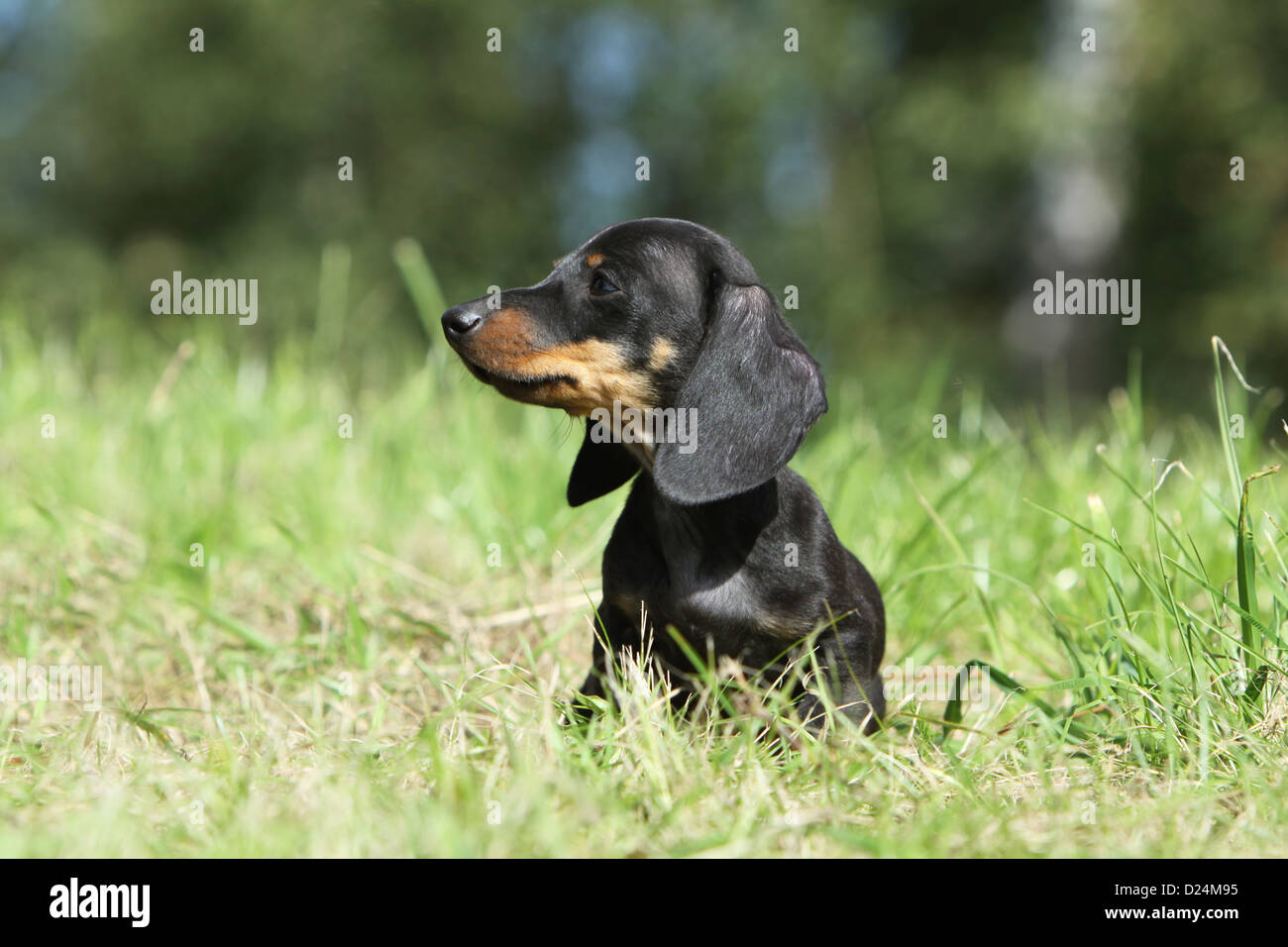 Dog Dachshund / Dackel / Teckel shorthaired puppy (black and tan ...