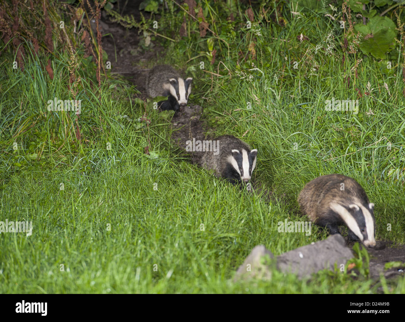 Eurasian Badger (Meles meles) three adults, walking on worn trail at ...