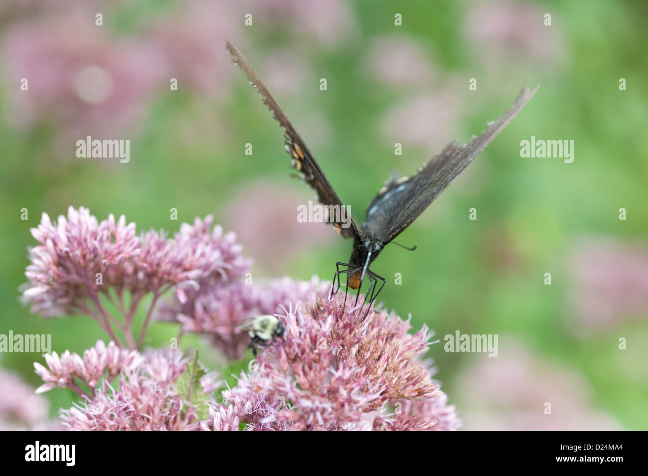 Moth on a pink blossoming flower growing on a cut flower farm Stock ...