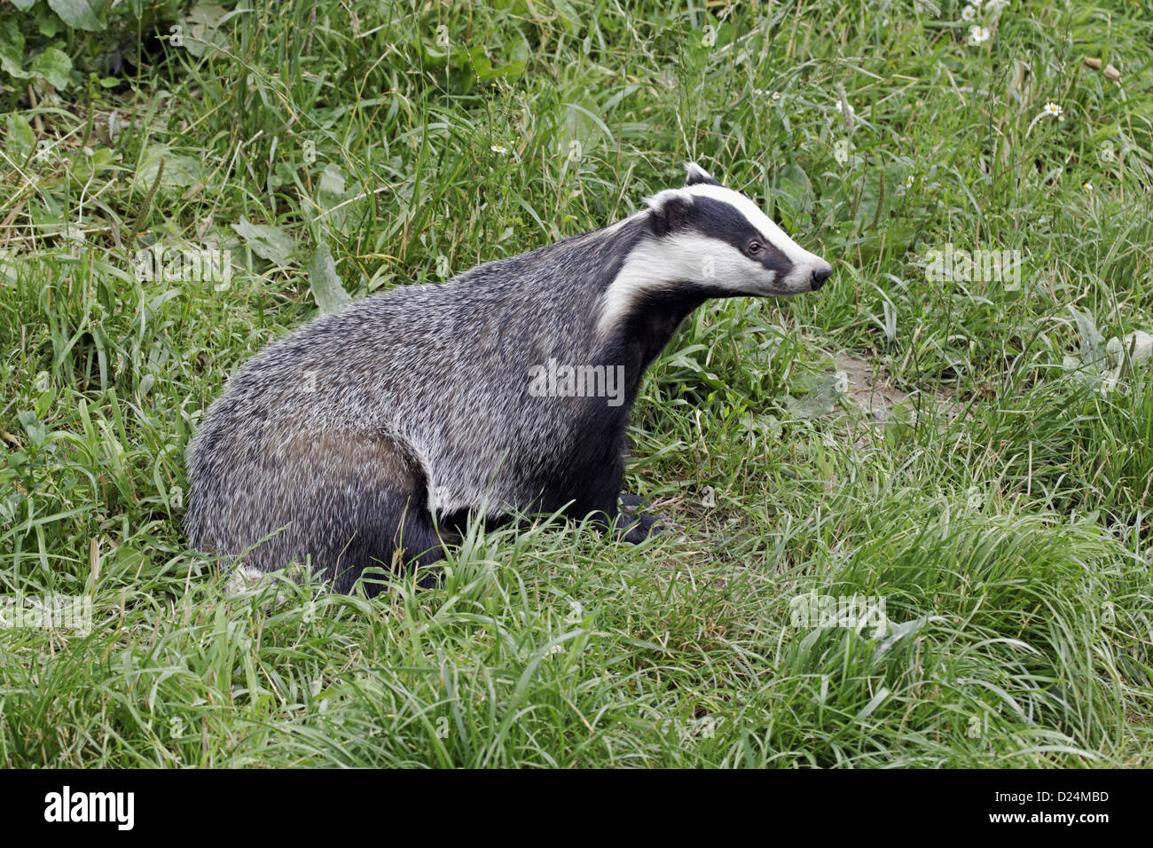 Badgers sitting hi-res stock photography and images - Alamy