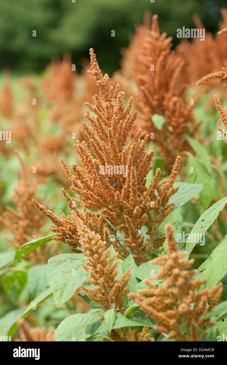Amaranthus hi-res stock photography and images - Alamy