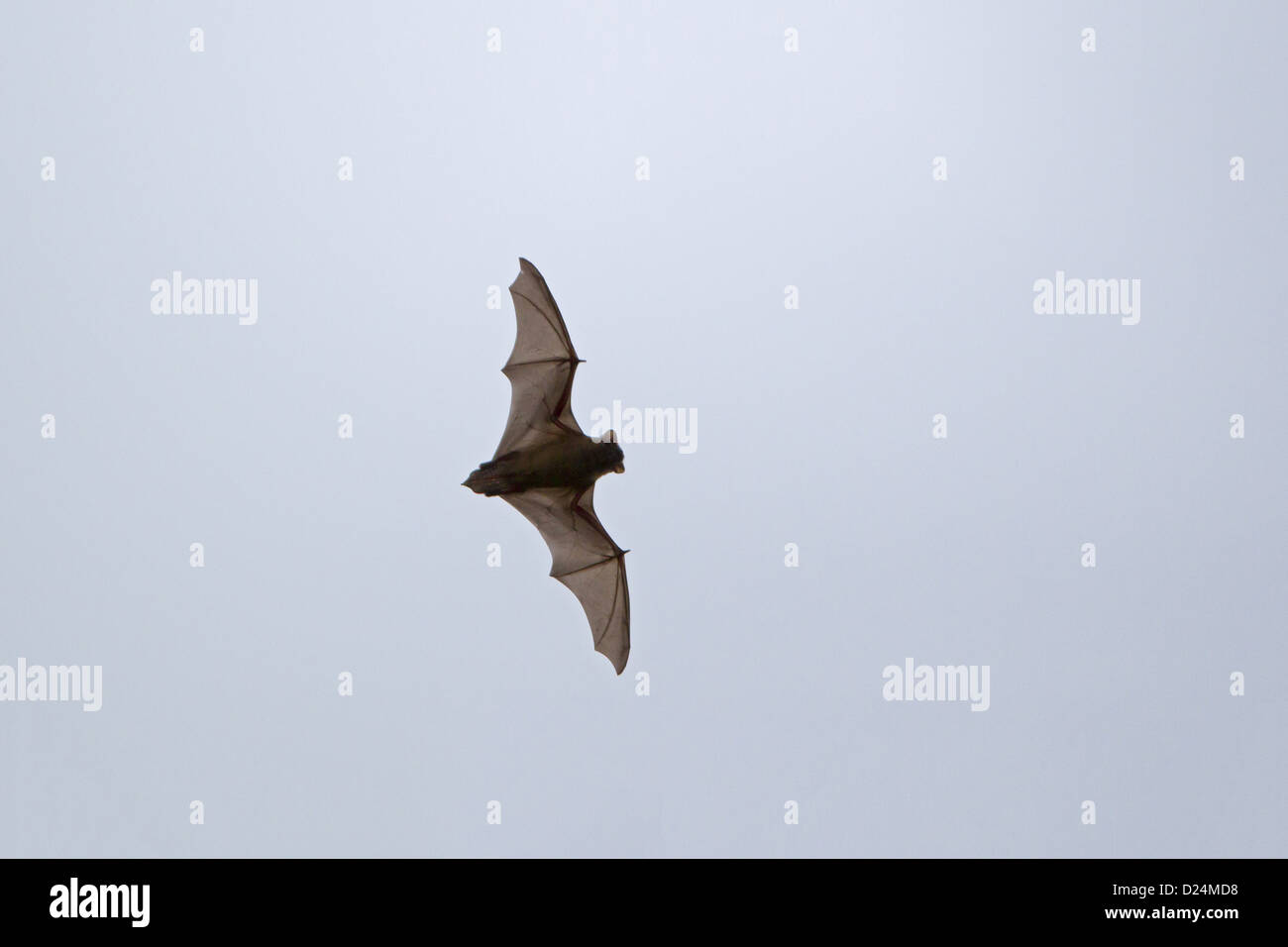 Noctule Bat (Nyctalus noctula) adult, in flight during daytime, Suffolk ...