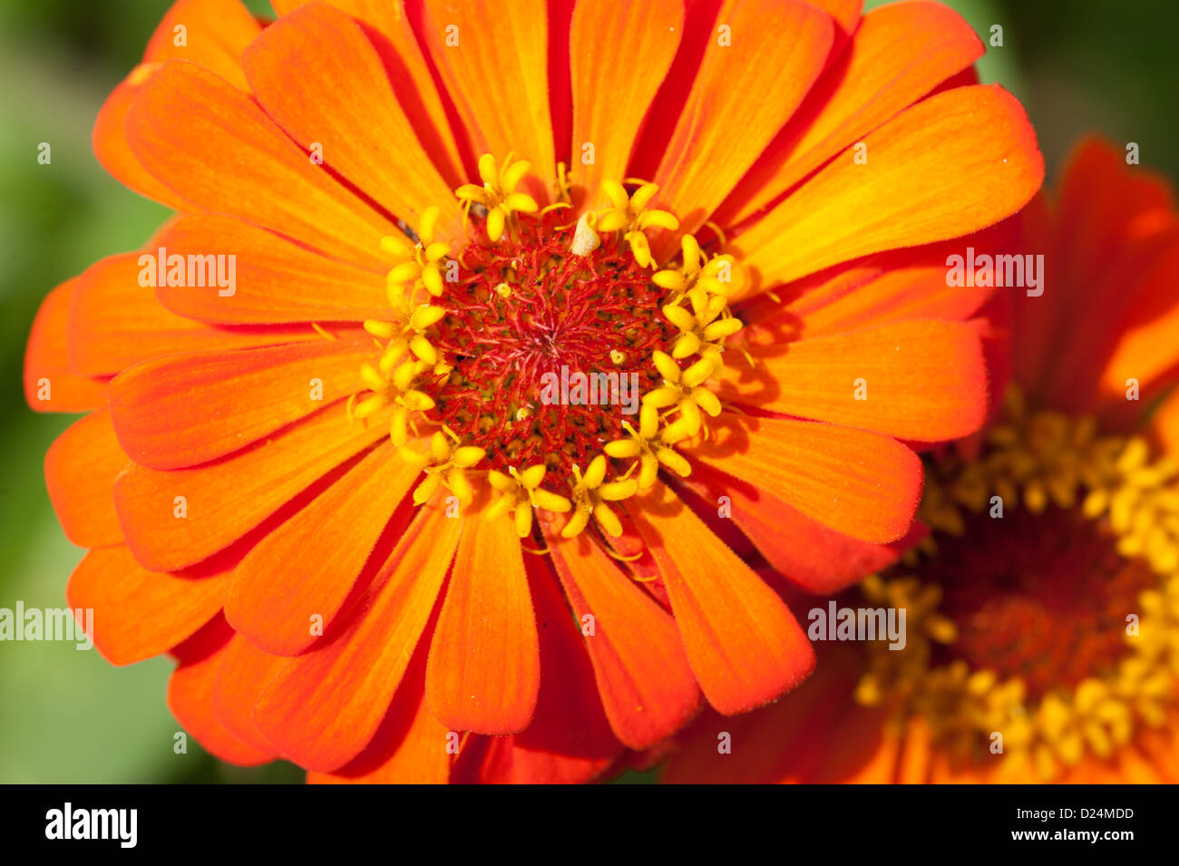 Blossoming colorful Zinnias growing on a cut flower farm Stock Photo ...