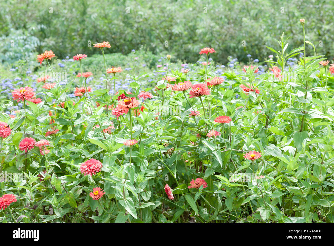 Blossoming colorful Zinnias growing on a cut flower farm Stock Photo ...