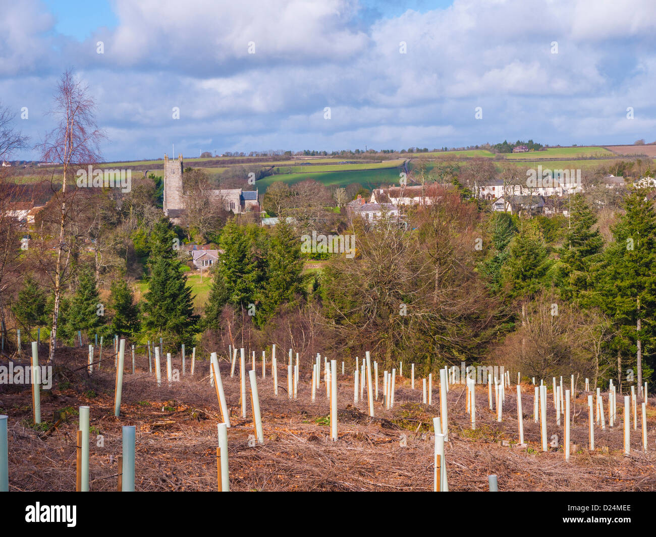 Young trees planted in a managed woodland overlooking Drewsteignton in ...
