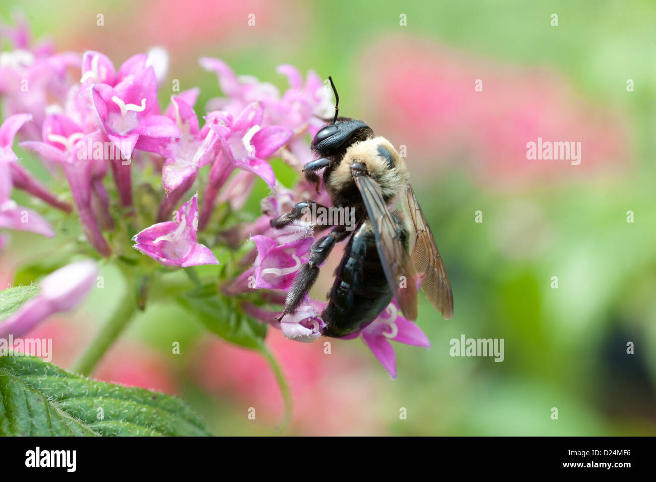 Bumble bee pollen hi-res stock photography and images - Alamy