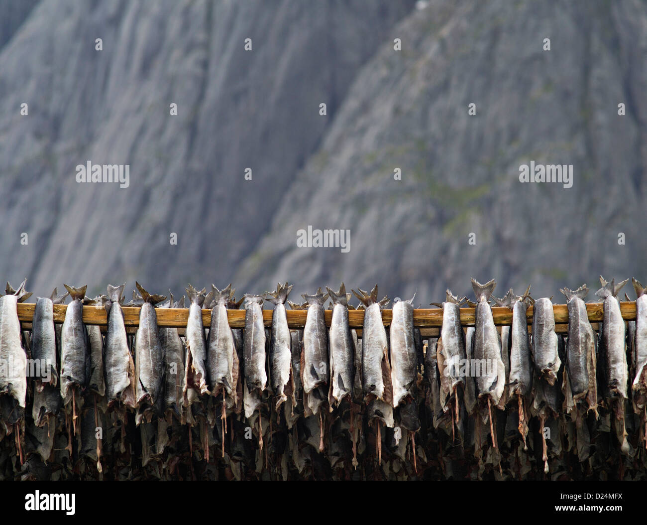Fish drying on frame hi-res stock photography and images - Alamy
