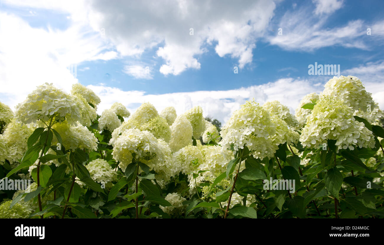Limelight Hydrangea growing on a cut flower farm Stock Photo - Alamy