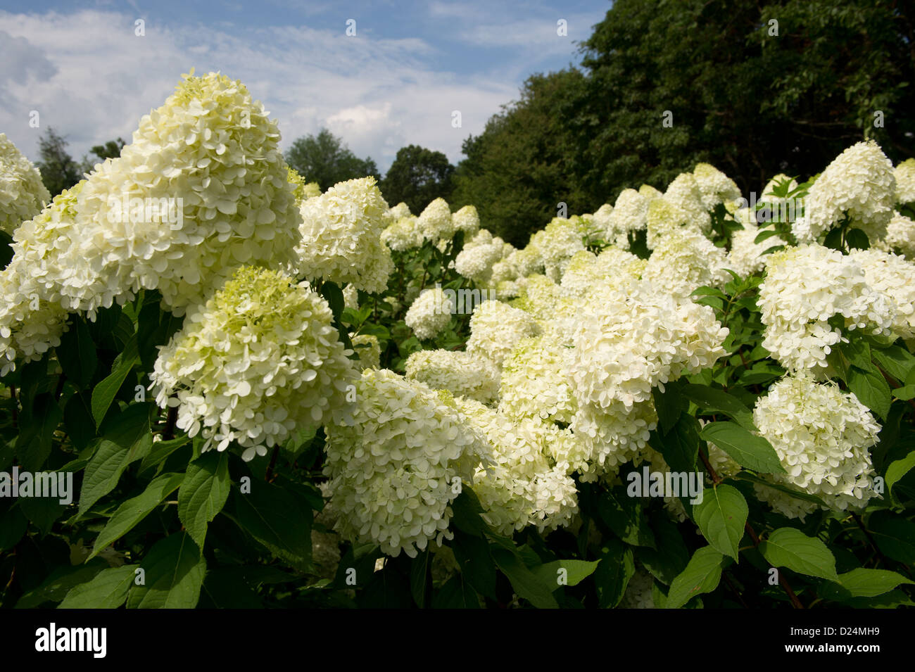 Hydrangea limelight hi-res stock photography and images - Alamy