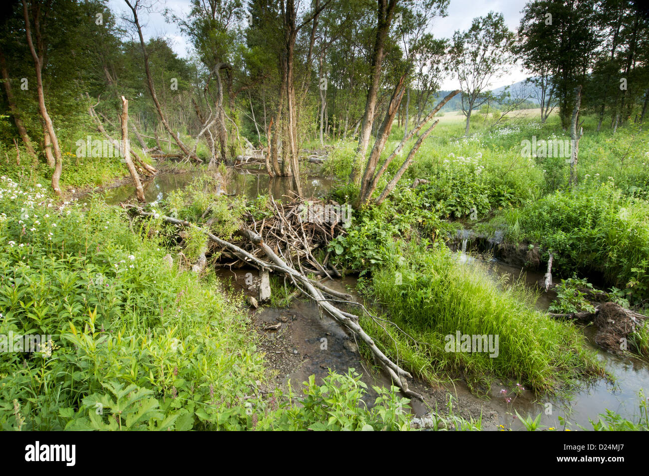 Eurasian Beaver Castor fiber dam in flooded 'beaver pond' habitat in ...