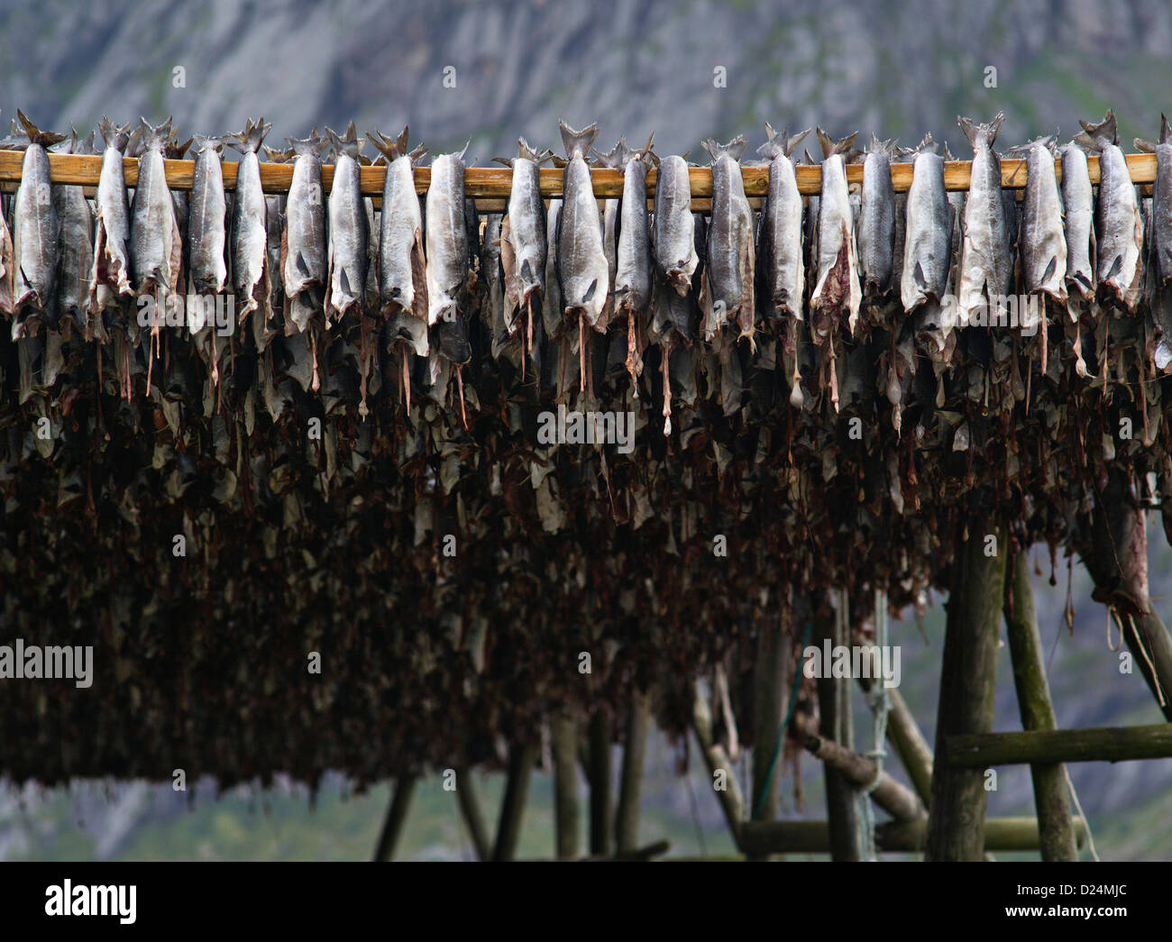 Fish drying on frame hi-res stock photography and images - Alamy