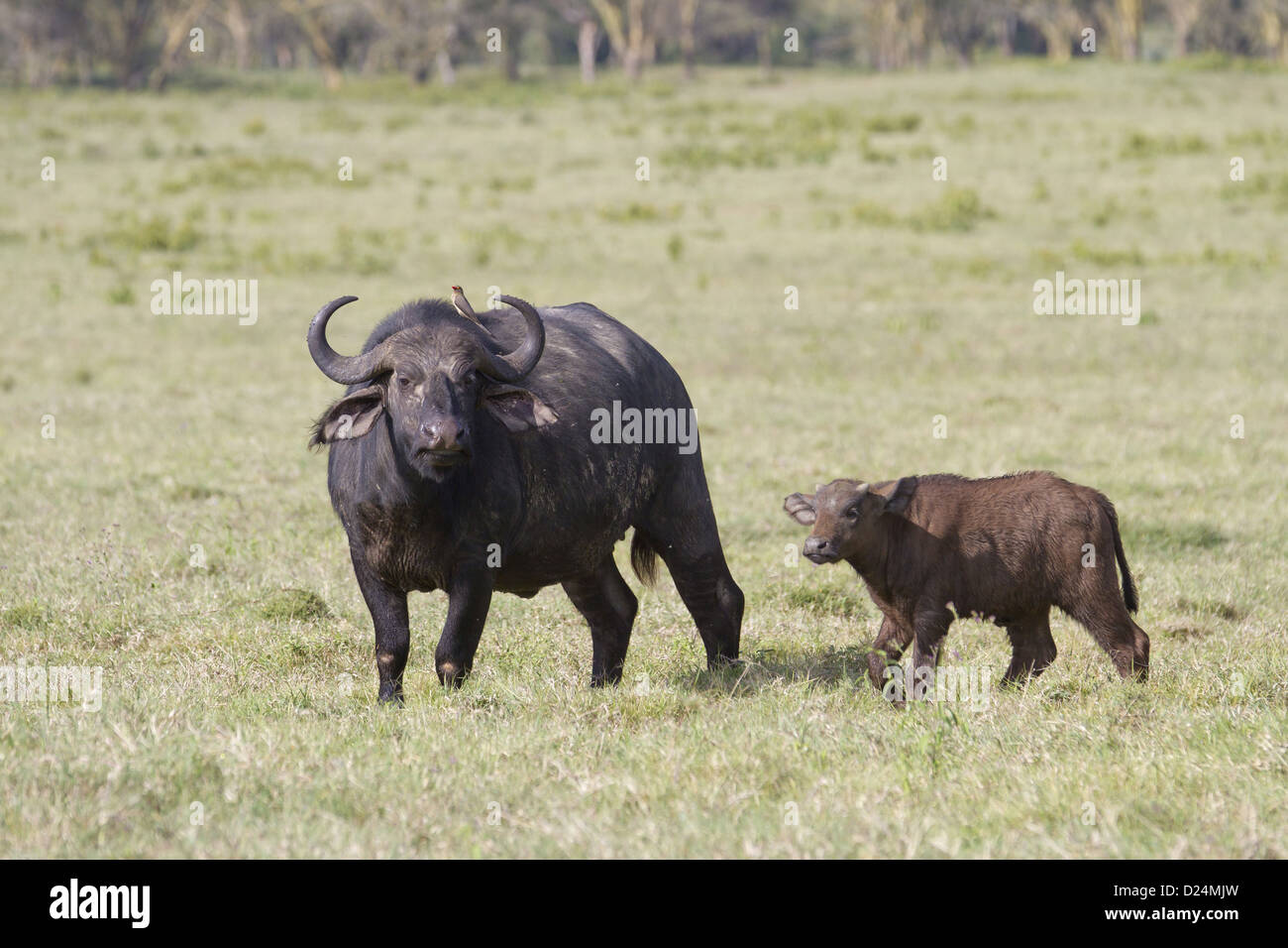 African buffalo mother calf hi-res stock photography and images - Alamy