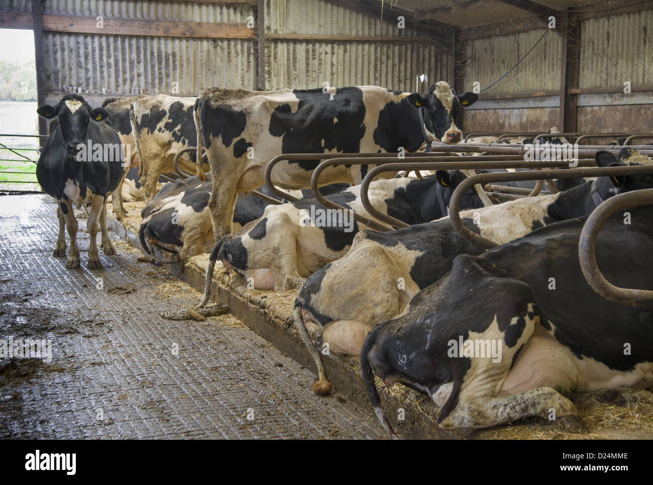 Cow cubicles hi-res stock photography and images - Alamy