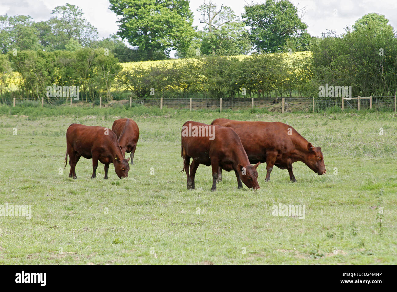 Domestic Cattle, Red Poll, cow and calves, grazing in pasture ...