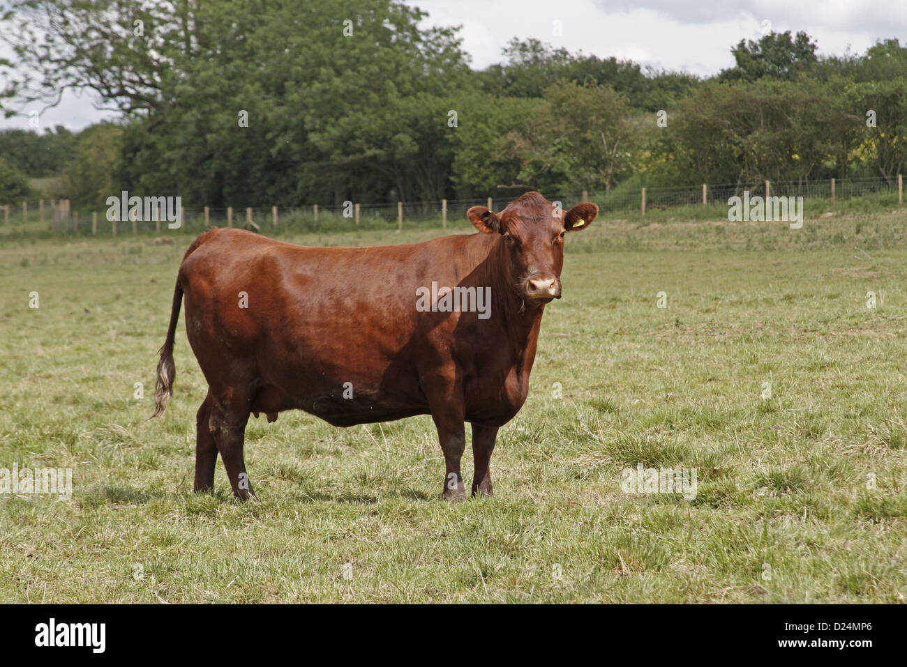 Red poll cattle hi-res stock photography and images - Alamy