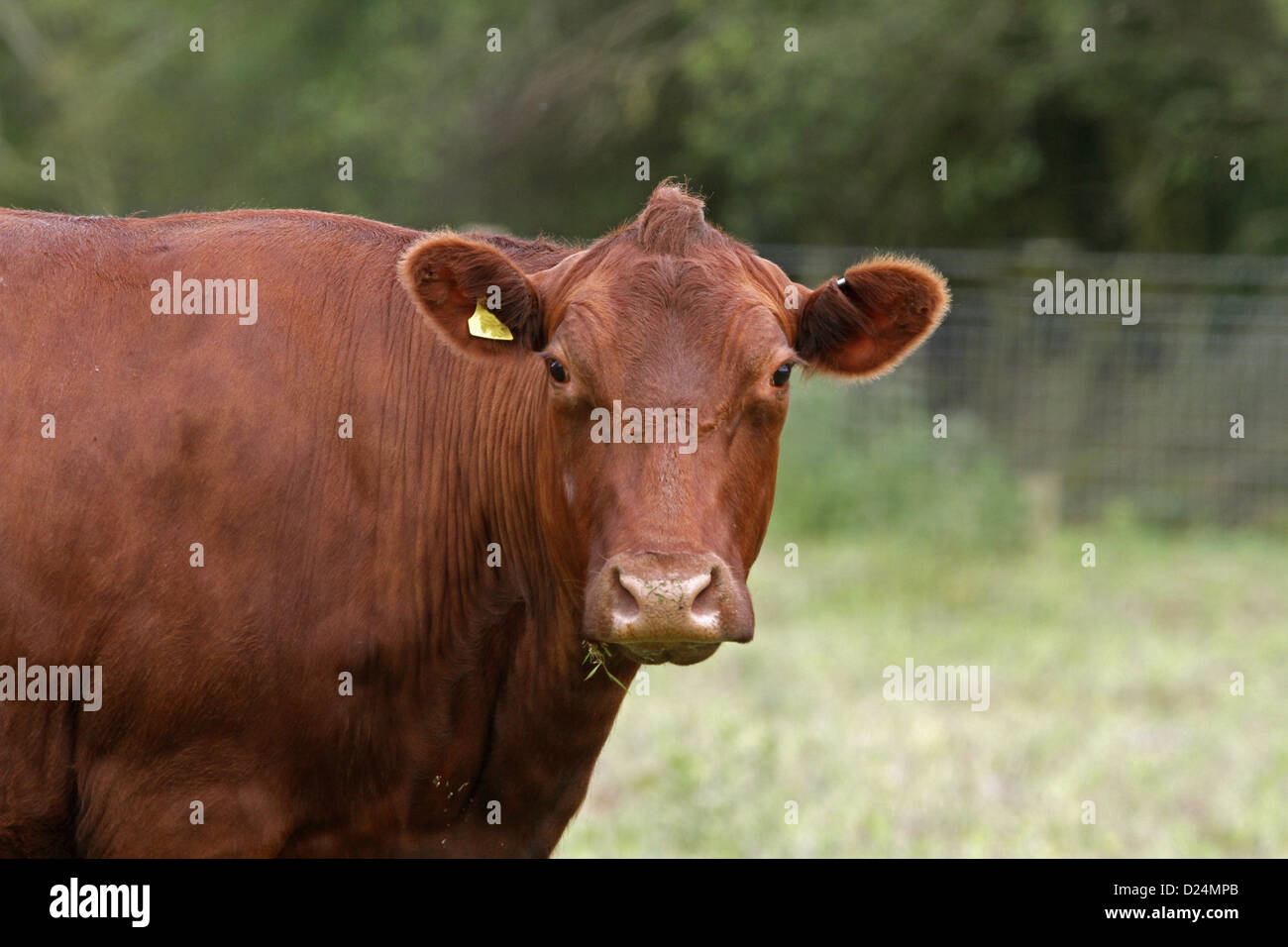 Domestic Cattle, Red Poll, cow, close-up of head, in pasture ...