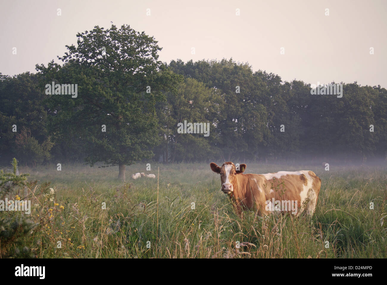 Domestic Cattle cow grazing in misty river valley fen meadow habitat ...