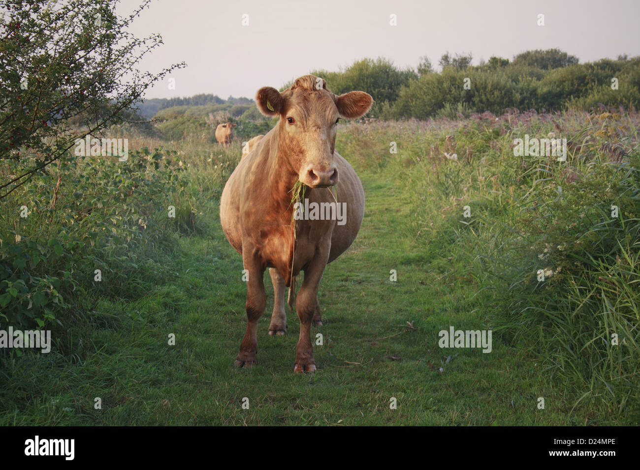 Domestic Cattle cow grazing on path in river valley fen habitat sunrise ...