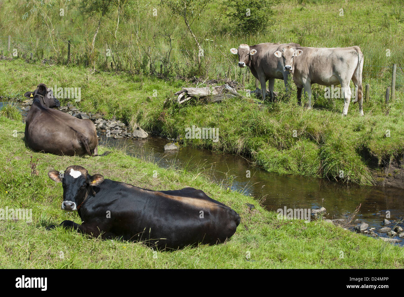 Domestic Cattle, Brown Swiss dairy heifers, resting beside stream ...