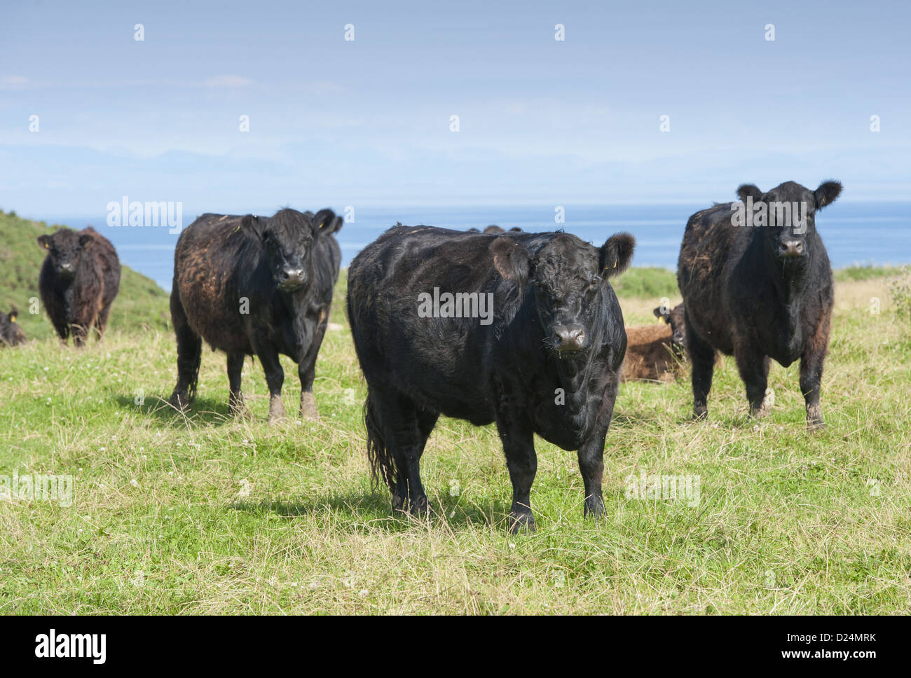 Domestic Cattle, Galloway cows and calf, standing in coastal pasture ...