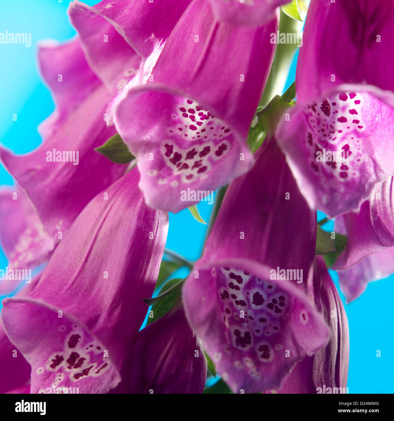 Foxglove, pink, Digitalis, plain blue background, studio photograph ...
