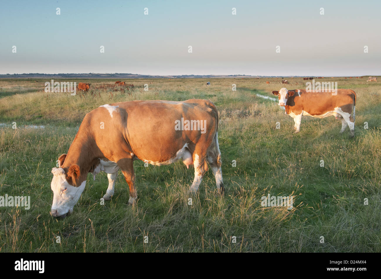 Domestic Cattle beef crossbreed cows feeding on coastal grazing marsh ...