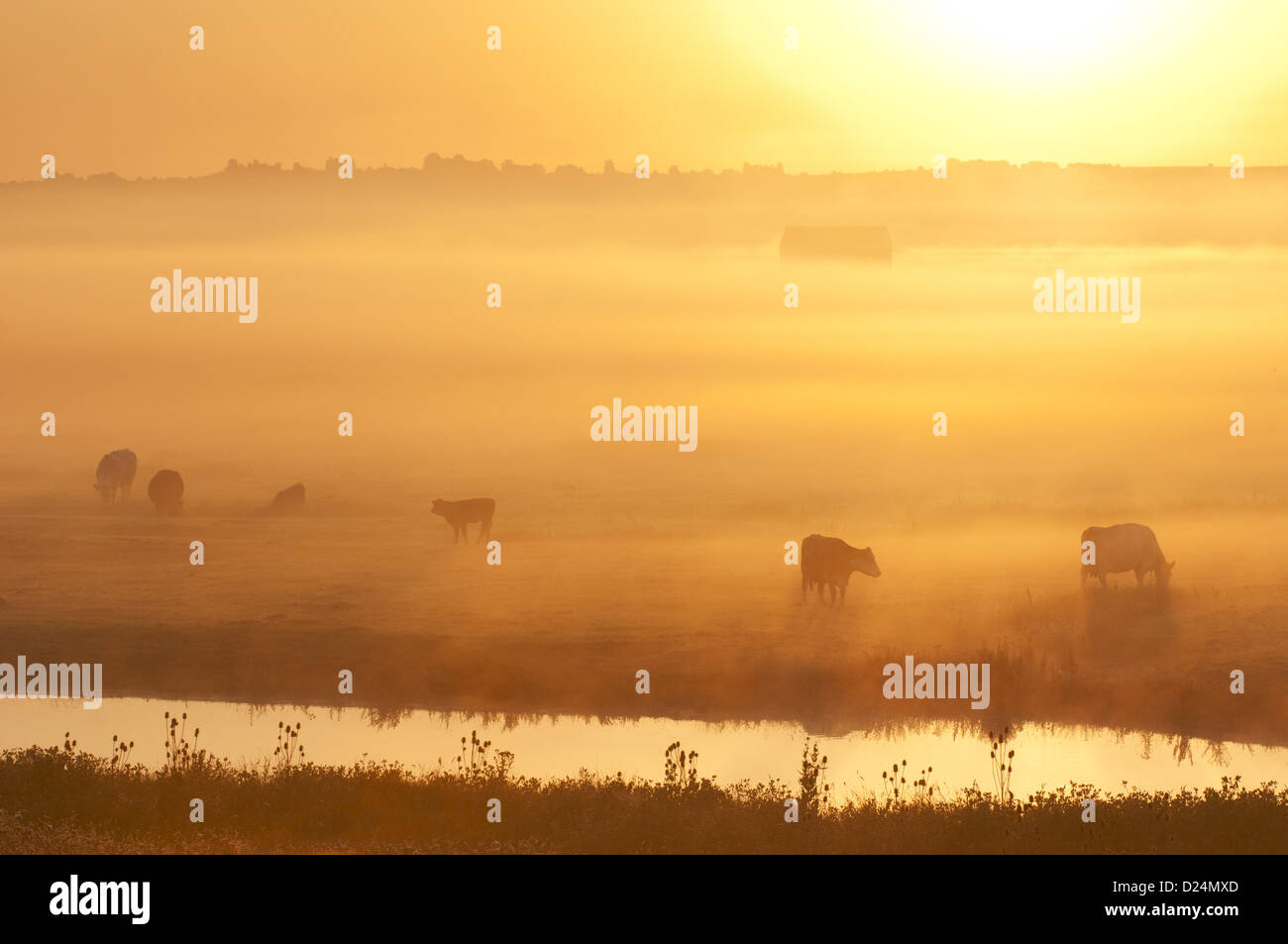 Domestic Cattle cows calves grazing on coastal grazing marsh habitat ...