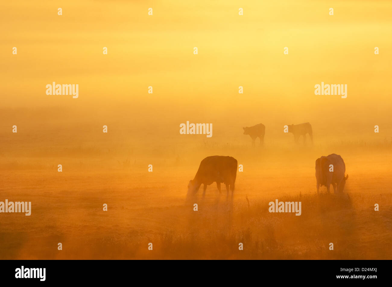 Domestic Cattle cows calves grazing on coastal grazing marsh habitat ...